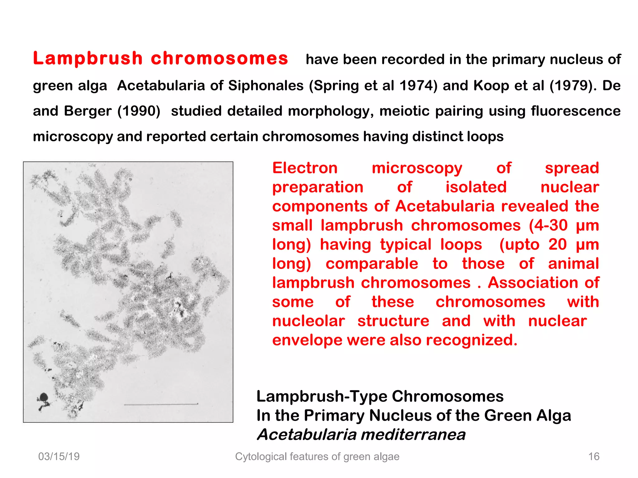 Cytological features of green algae | PPT