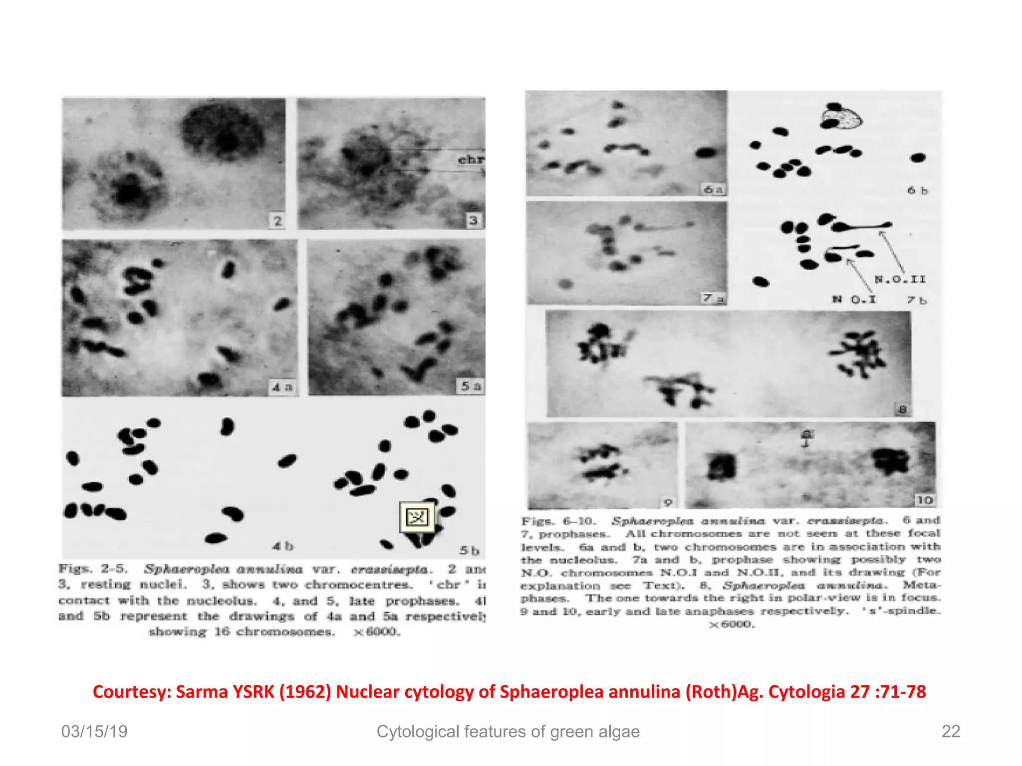 Cytological features of green algae | PPT