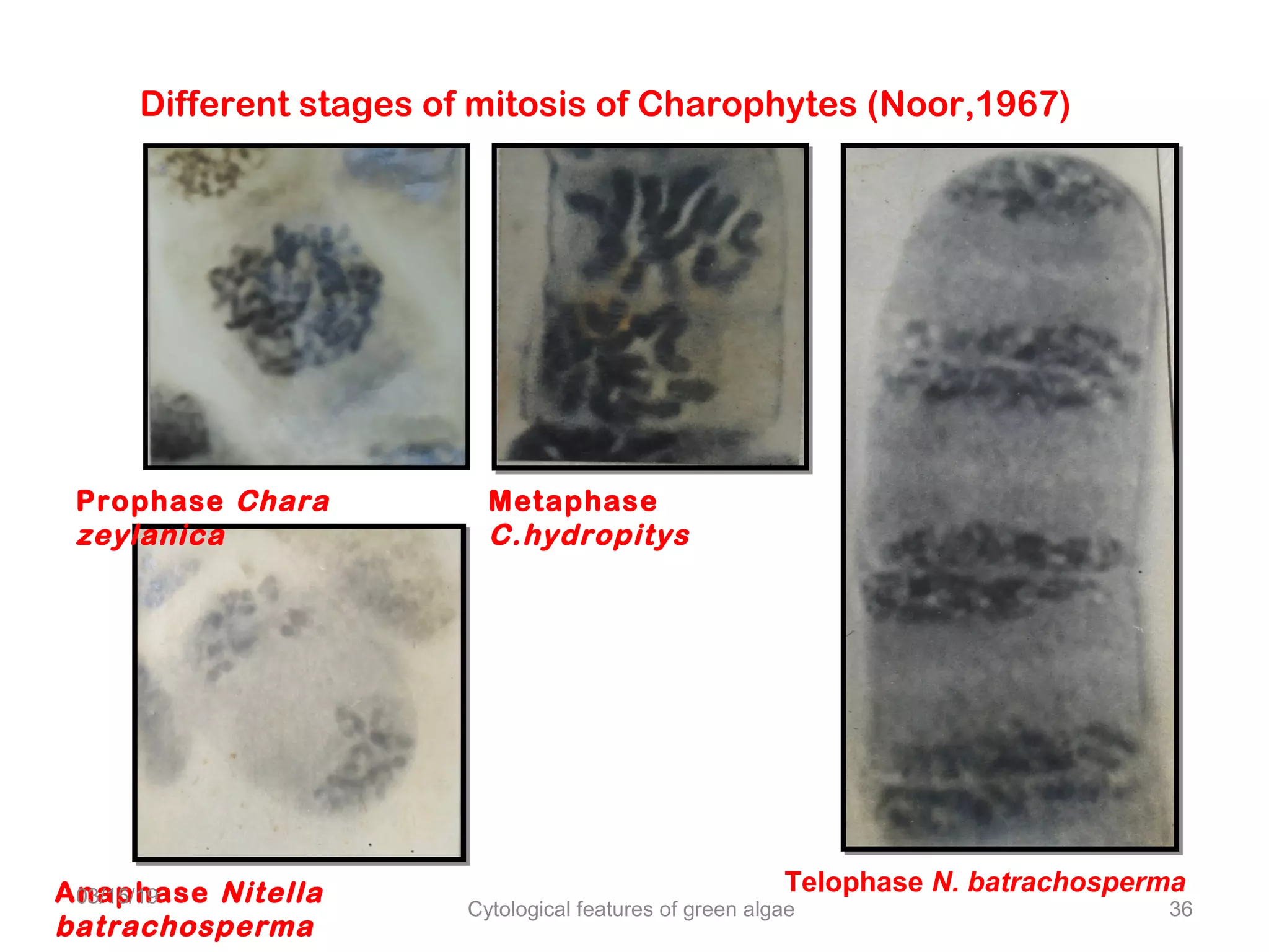 Cytological features of green algae | PPT