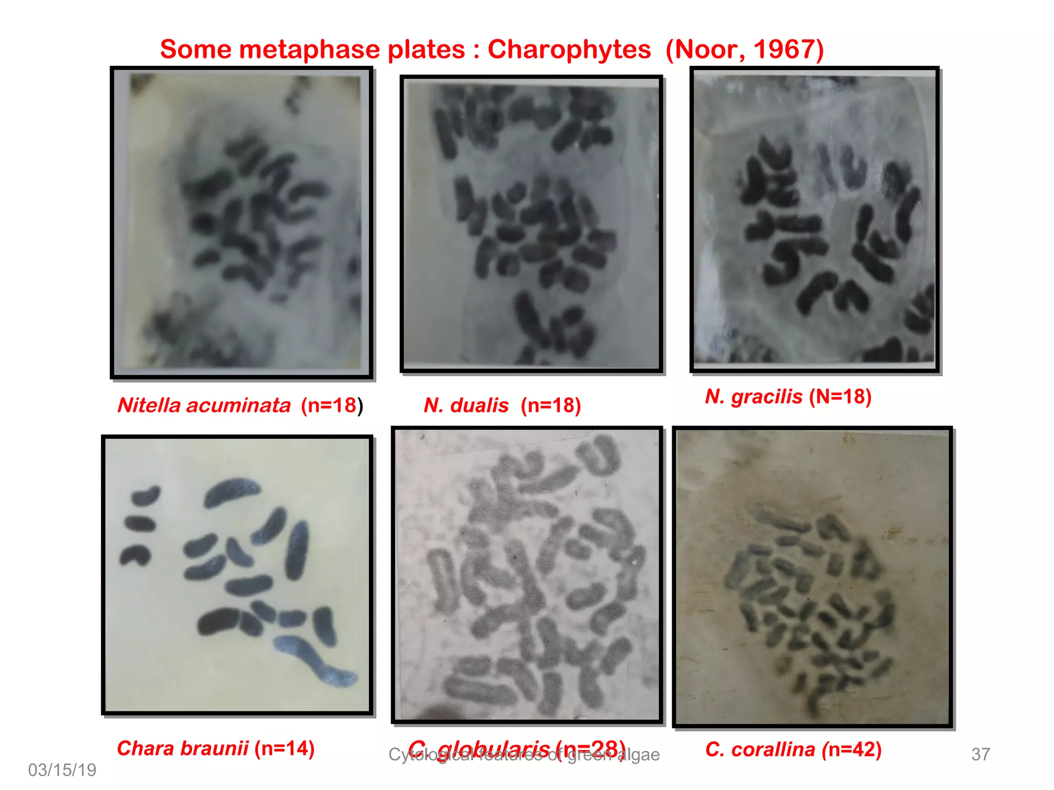 Cytological features of green algae | PPT