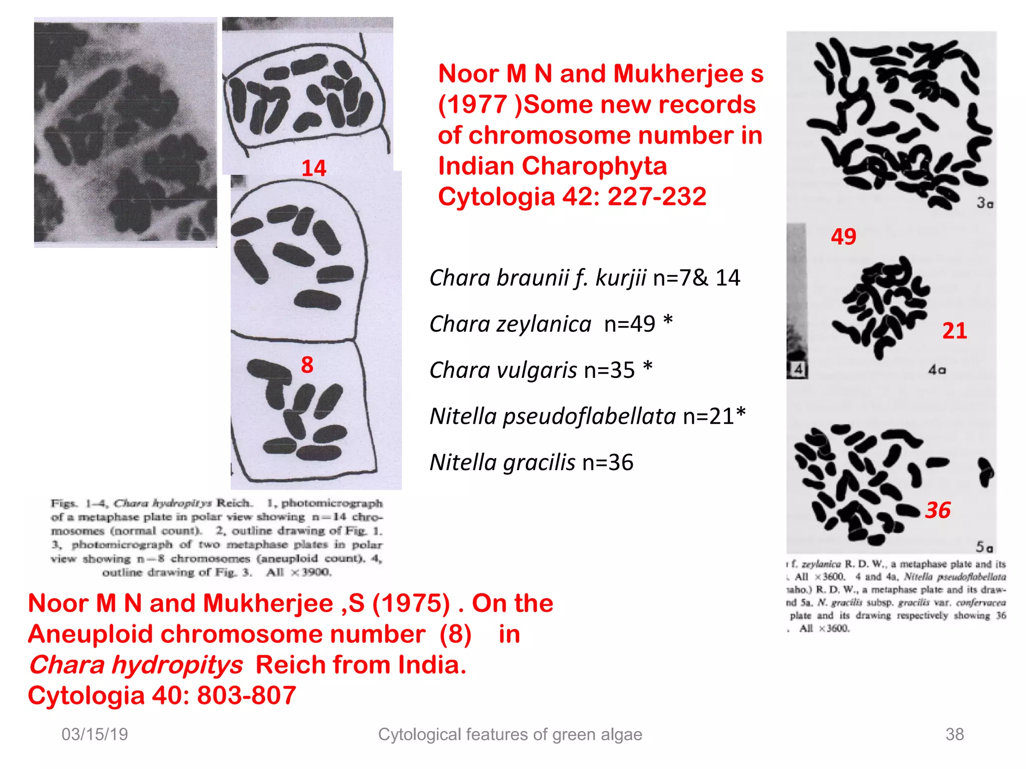 Cytological features of green algae | PPT