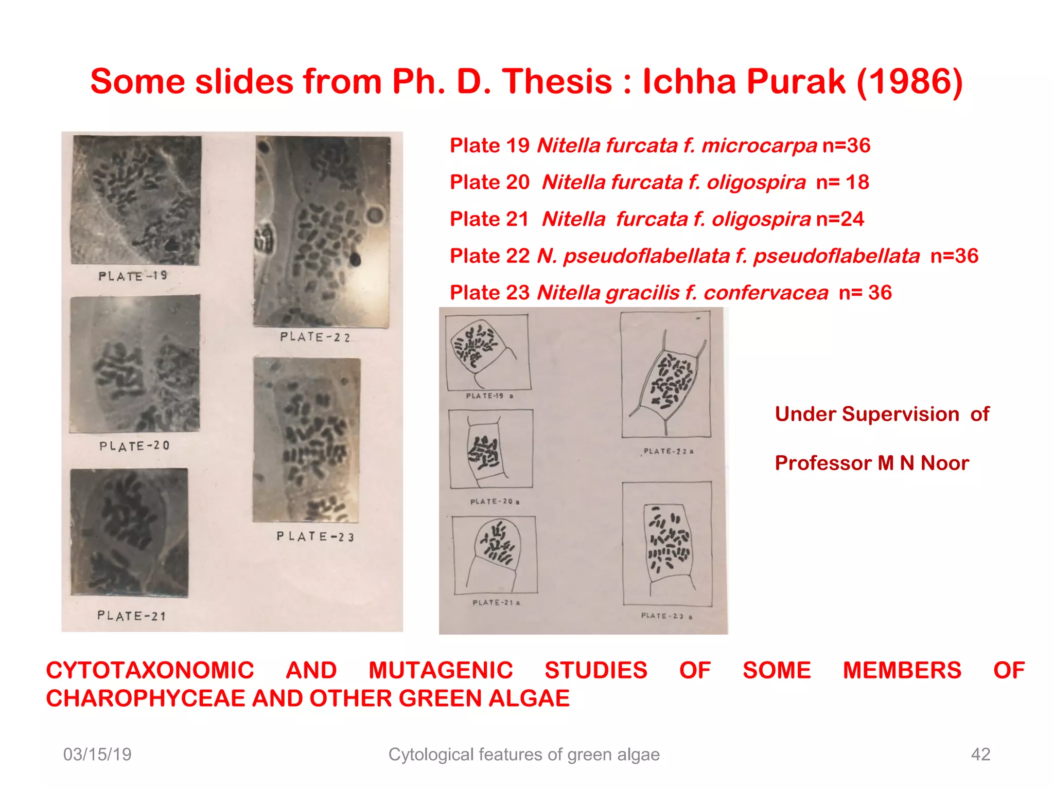 Cytological features of green algae | PPT
