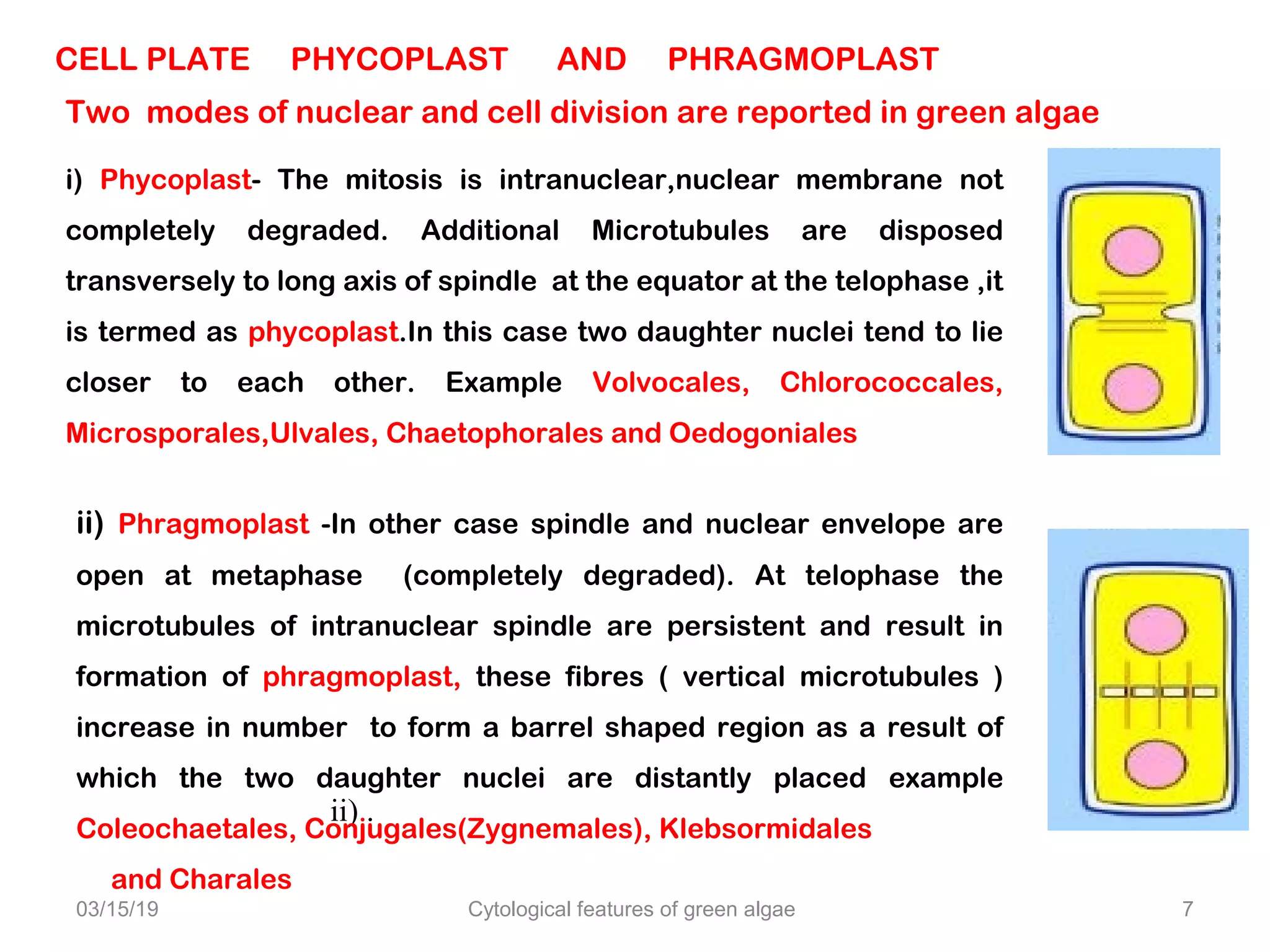 Cytological features of green algae | PPT
