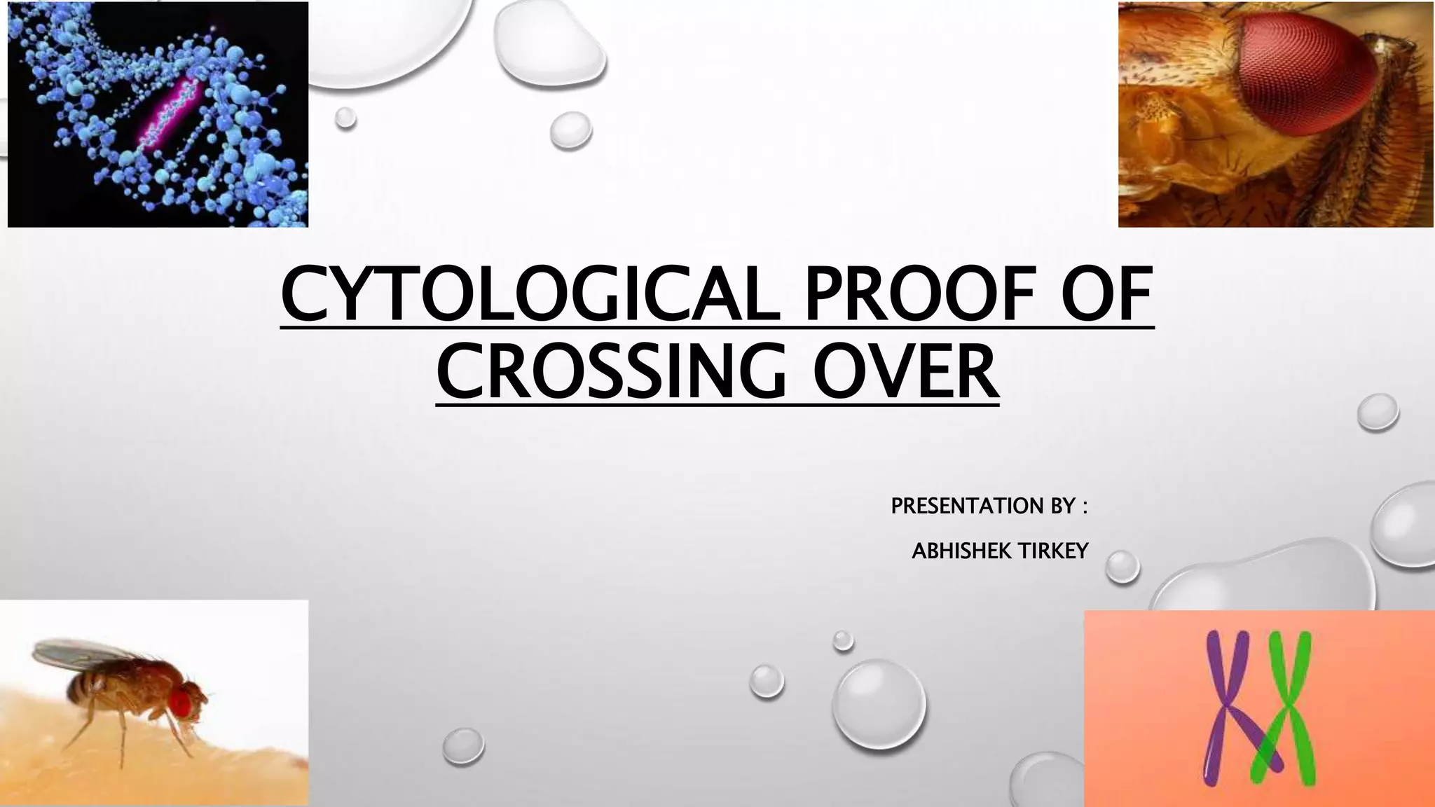 Cytological proof of crossing over | PPTX