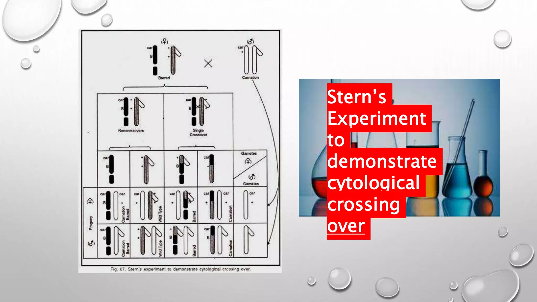 Cytological proof of crossing over | PPTX
