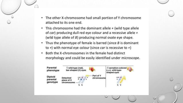 Cytological proof of crossing over | PPTX