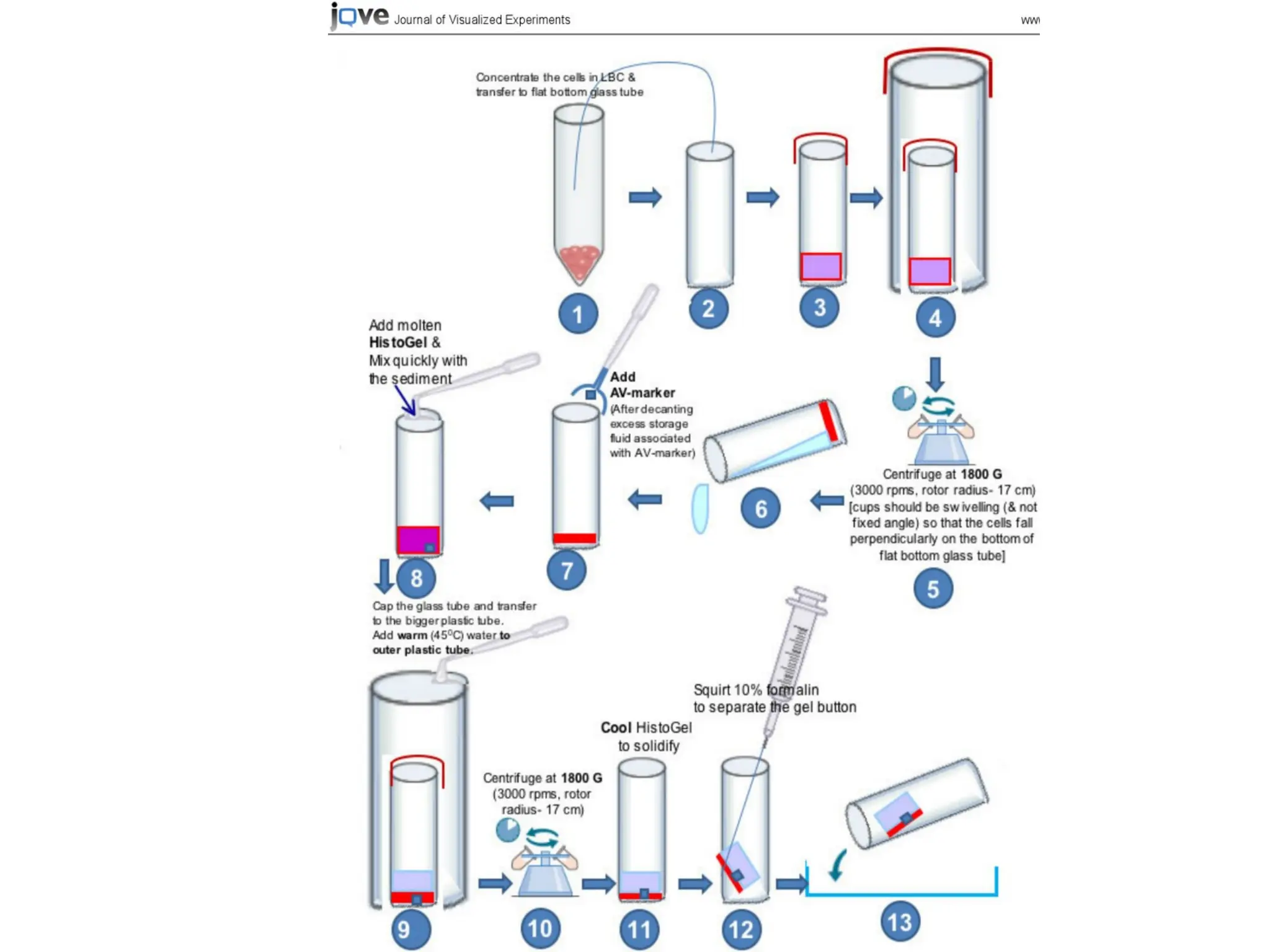 Cytological tests Histopathology and cytopathology CMLT 3rd year | PPTX