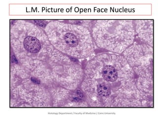 Cytology - Prac. Histology | PPTX | Biological Sciences | Science