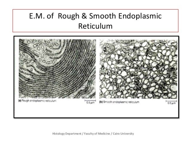 Endoplasmic Reticulum Veterinary Histology