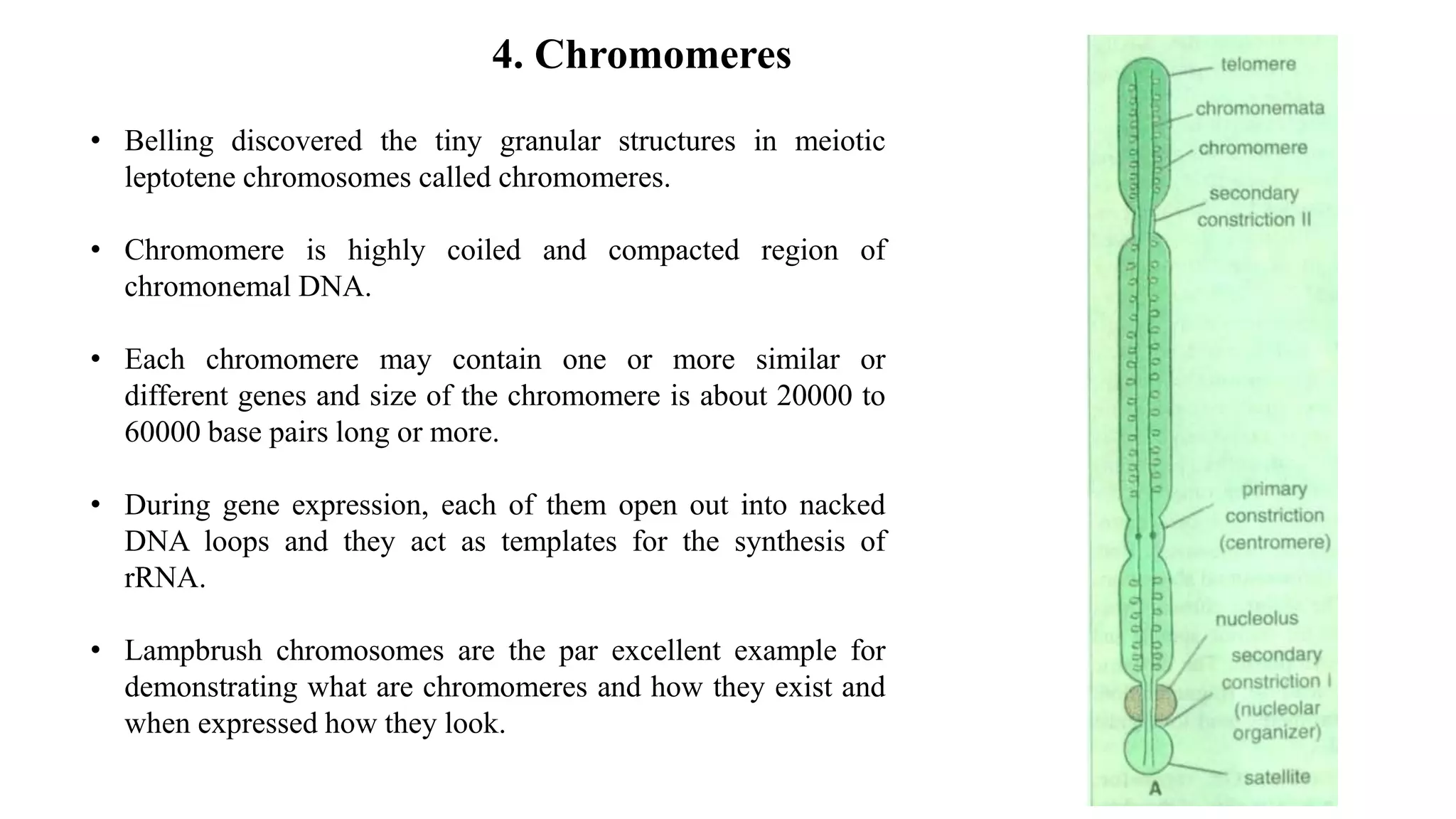 Cytology chromosomes | PPTX