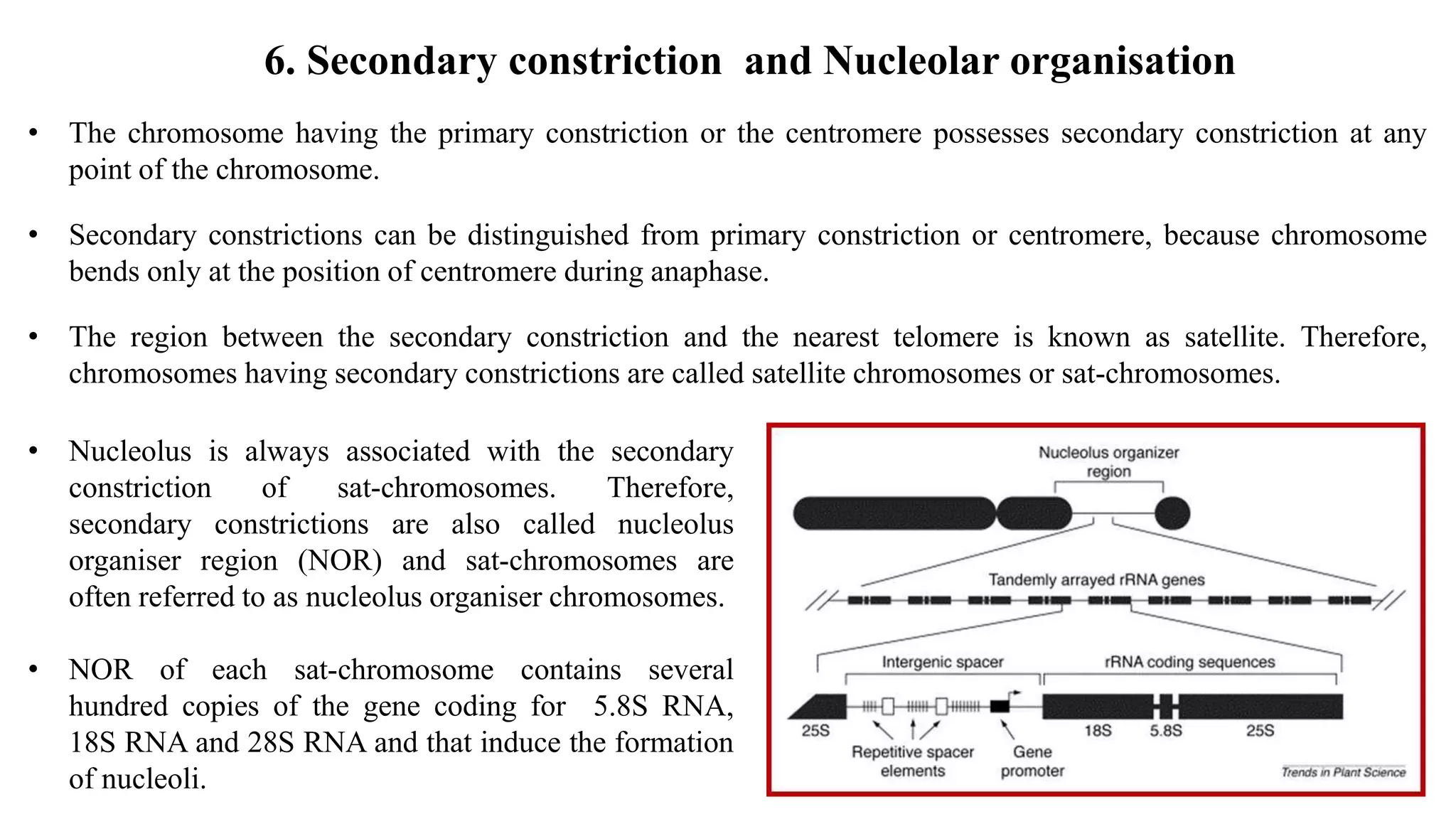 Cytology chromosomes | PPTX