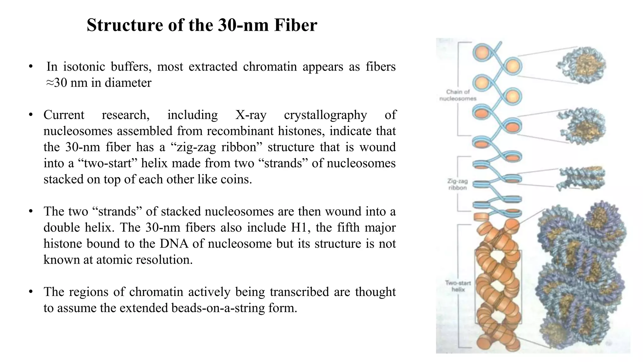Cytology chromosomes | PPTX