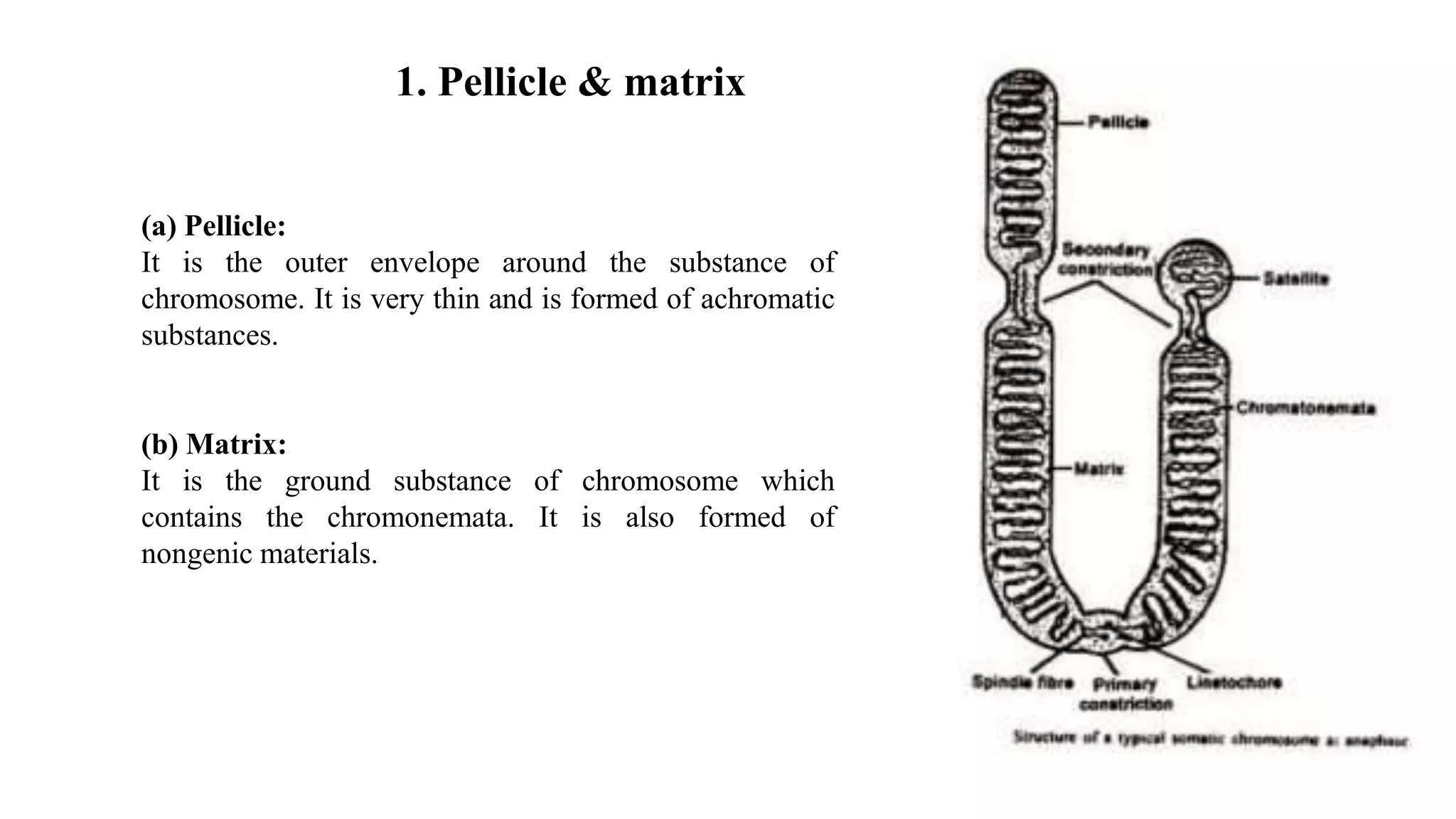 Cytology chromosomes | PPTX