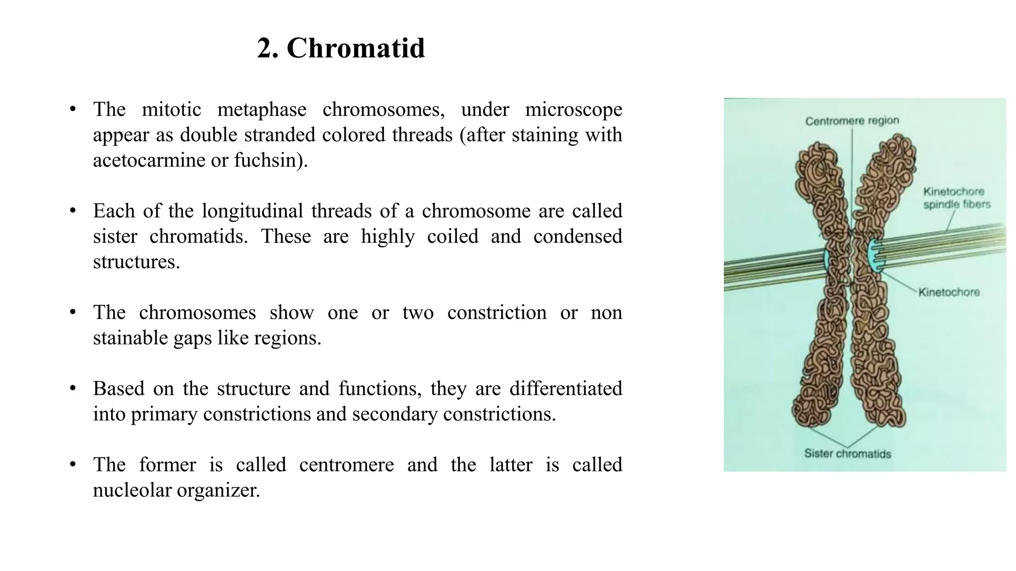 Cytology chromosomes | PPTX