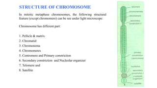 Cytology chromosomes | PPTX