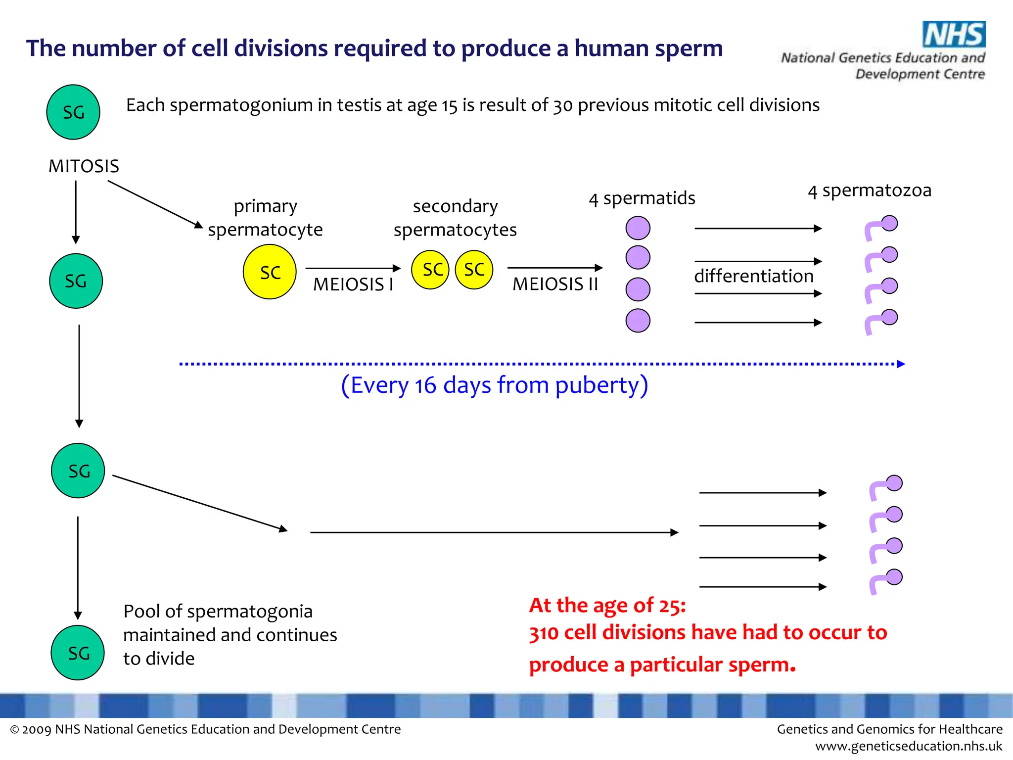 cytology-mitosis-and-meiosis.pptx