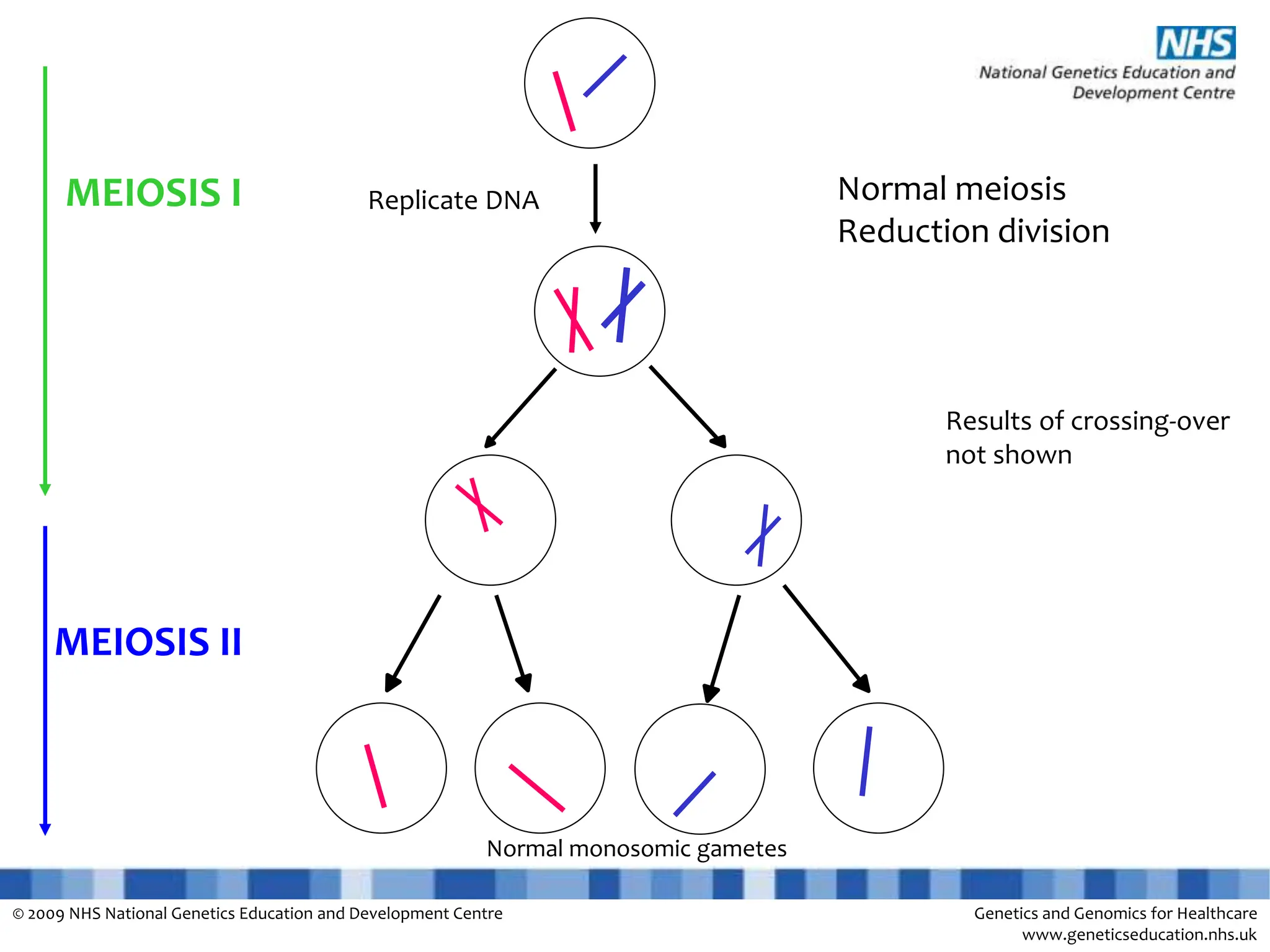 cytology-mitosis-and-meiosis.pptx