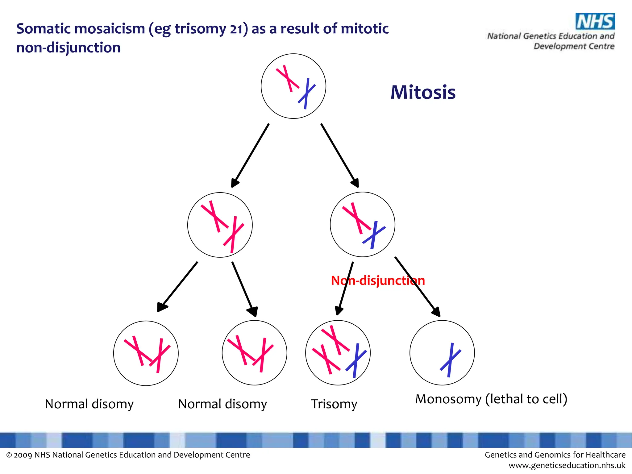 cytology-mitosis-and-meiosis.pptx