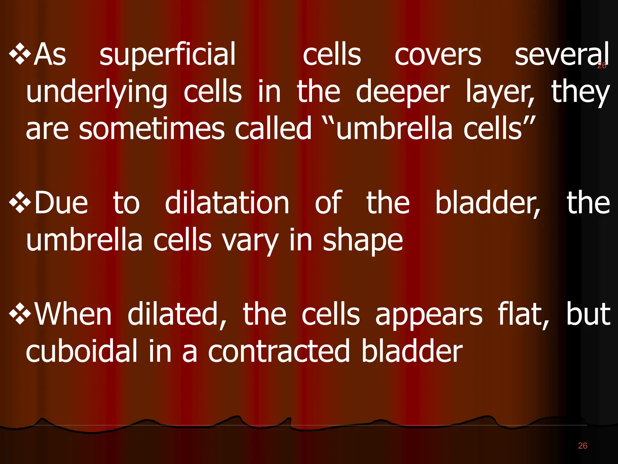 Renal cytology. Cell Morphology and identification | PPT