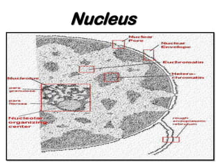 Cytology2 prelab | PPTX