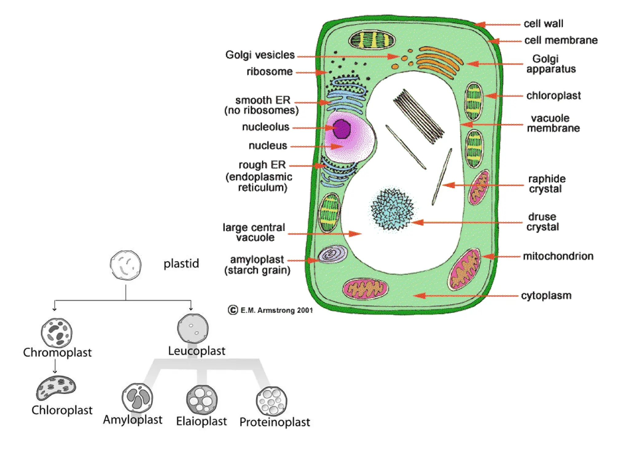 Cytology is a branch of biology that involves examining cells under a ...