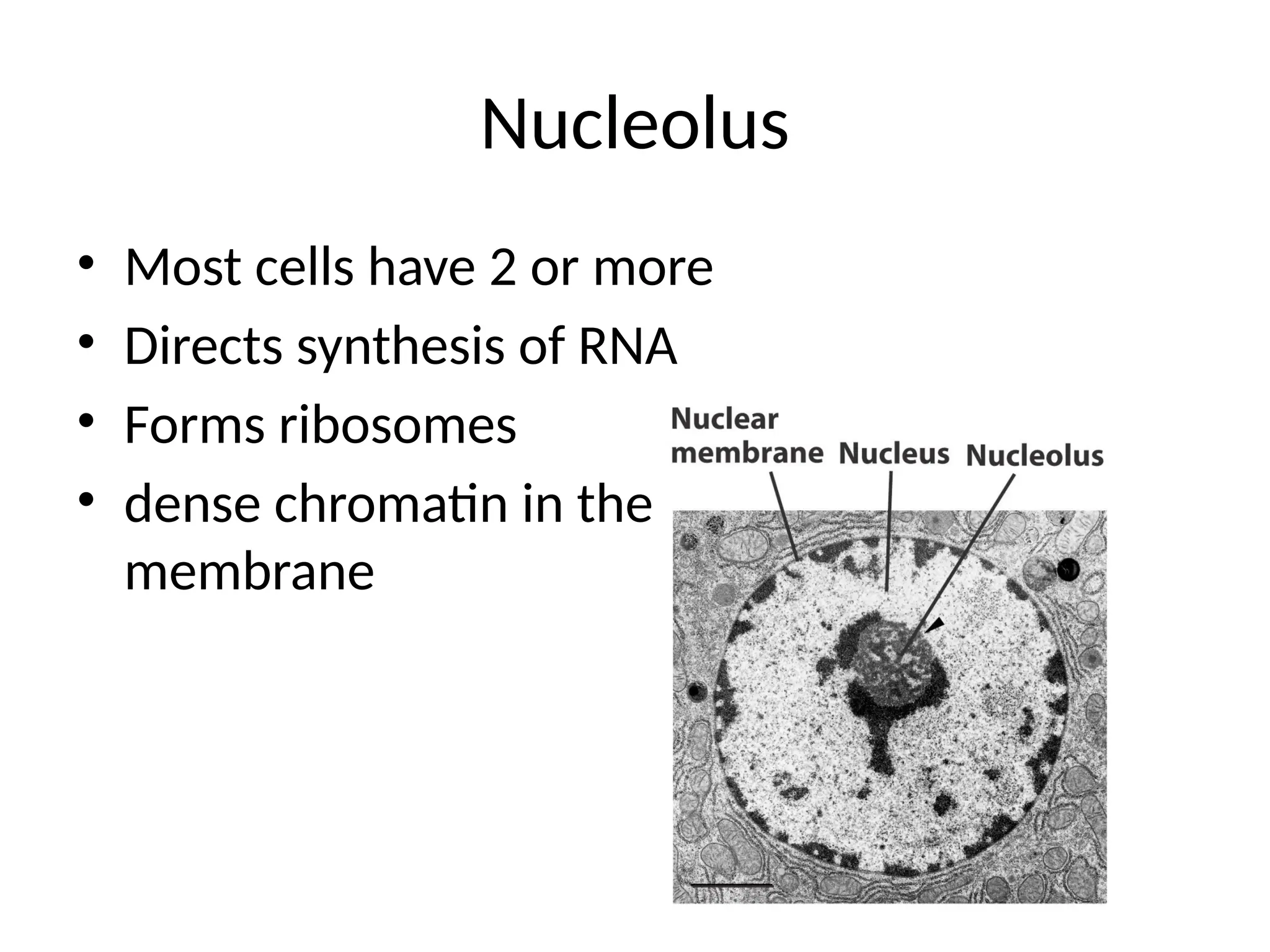Cytology is a branch of biology that involves examining cells under a ...