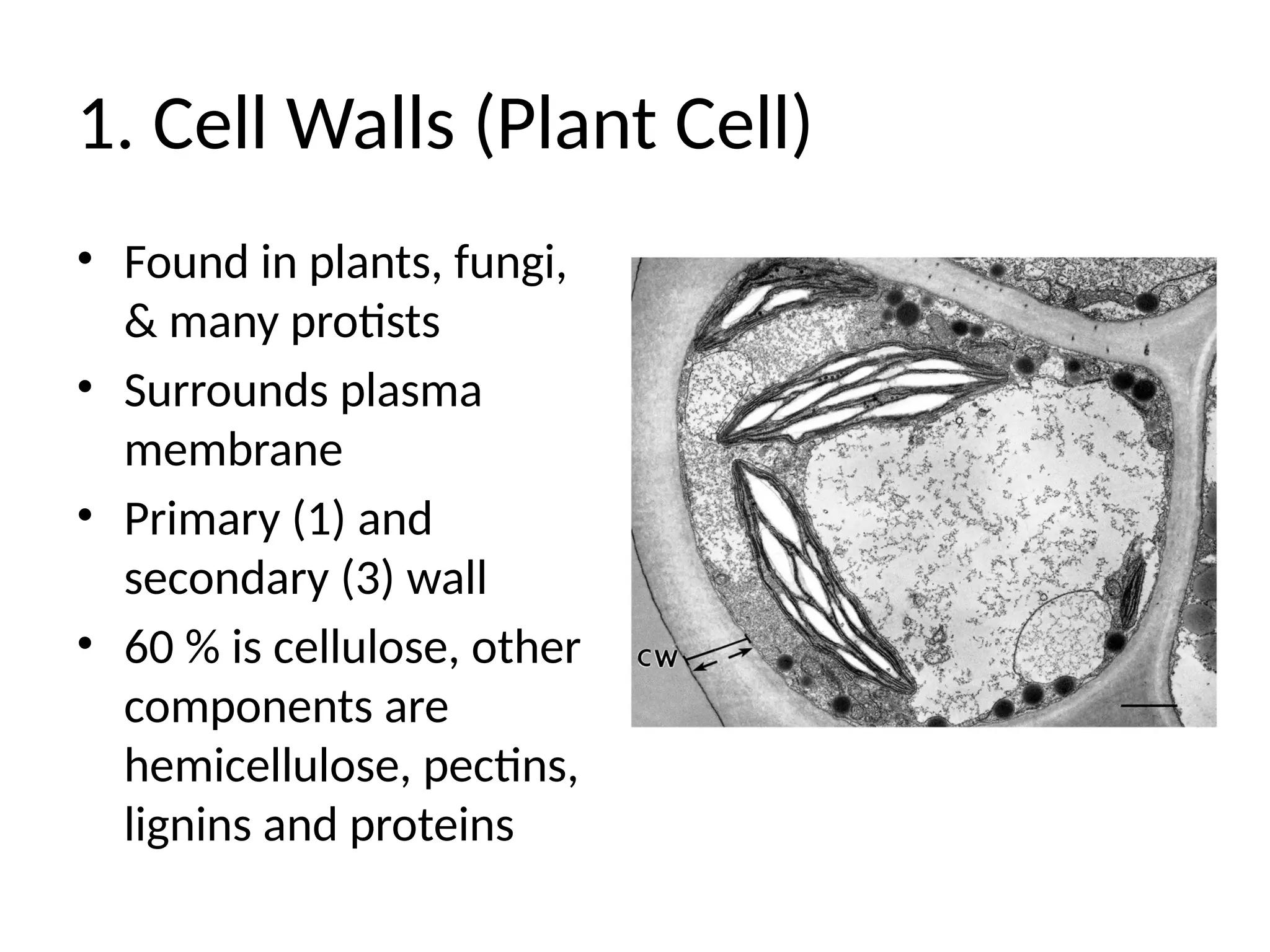 Cytology is a branch of biology that involves examining cells under a ...
