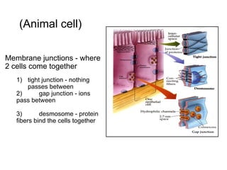 Cytology is a branch of biology that involves examining cells under a ...