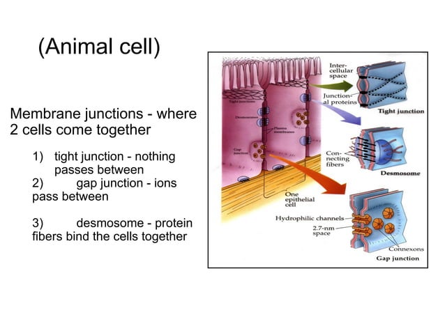 Cytology is a branch of biology that involves examining cells under a ...