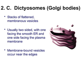 Cytology is a branch of biology that involves examining cells under a ...