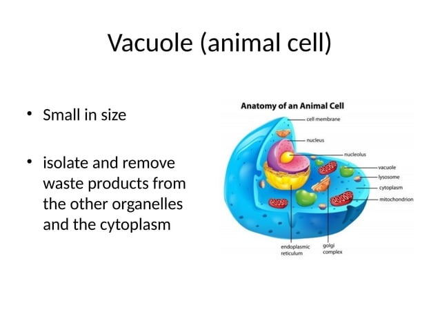 Cytology is a branch of biology that involves examining cells under a ...