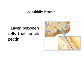Cytology is a branch of biology that involves examining cells under a ...