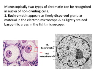 Cytology I nucleus_cell membrane.pptx