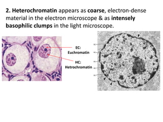 Cytology I nucleus_cell membrane.pptx