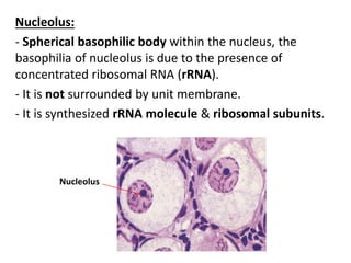Cytology I nucleus_cell membrane.pptx
