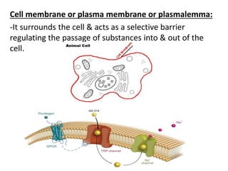 Cytology I nucleus_cell membrane.pptx