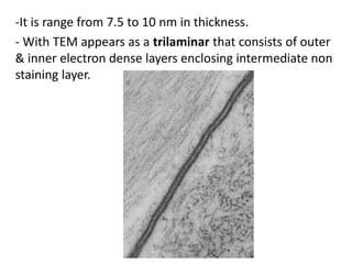 Cytology I nucleus_cell membrane.pptx