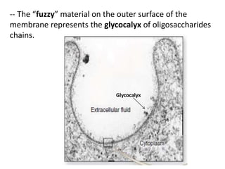 Cytology I nucleus_cell membrane.pptx