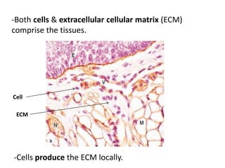 Cytology I nucleus_cell membrane.pptx