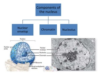 Cytology I nucleus_cell membrane.pptx