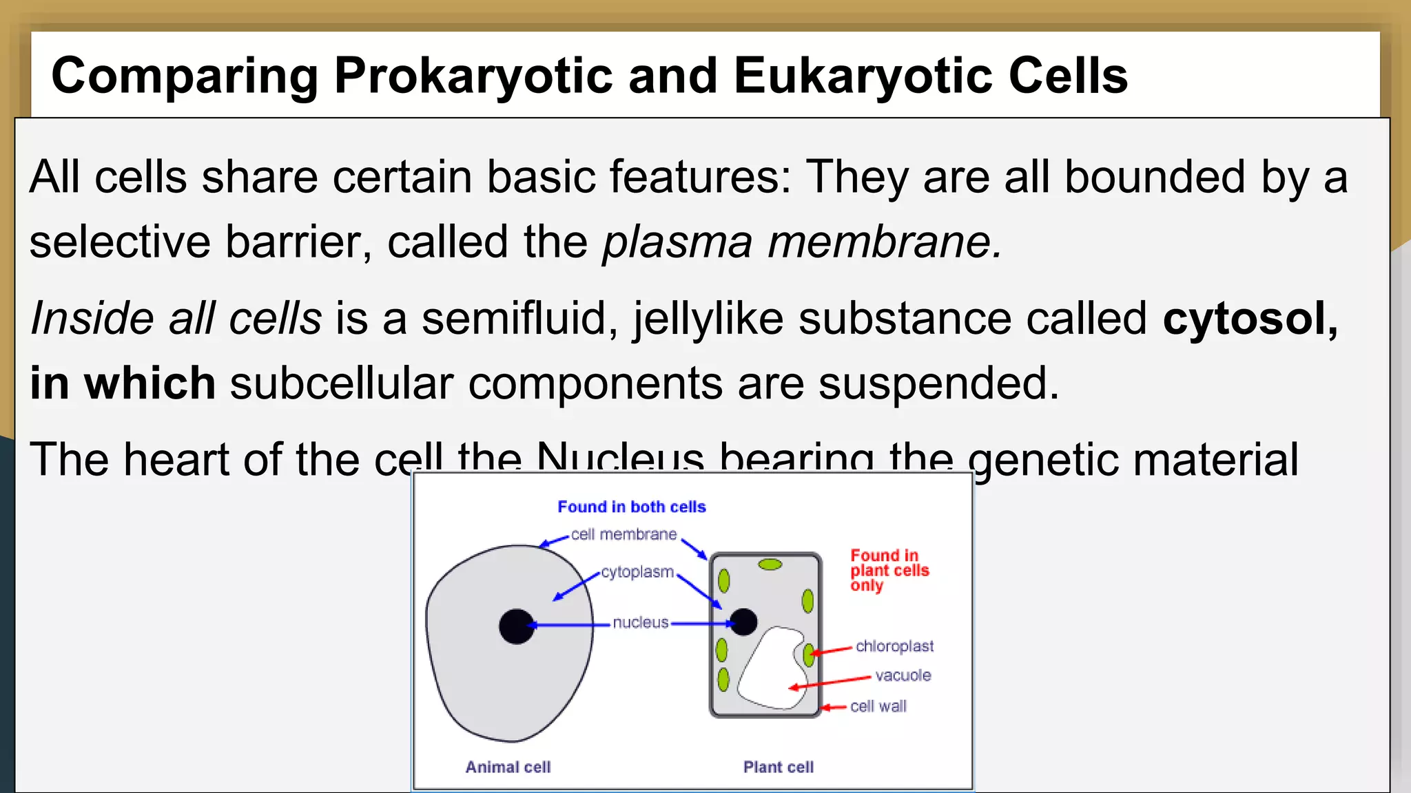 Cytology nucleus and ribosomes | PPTX