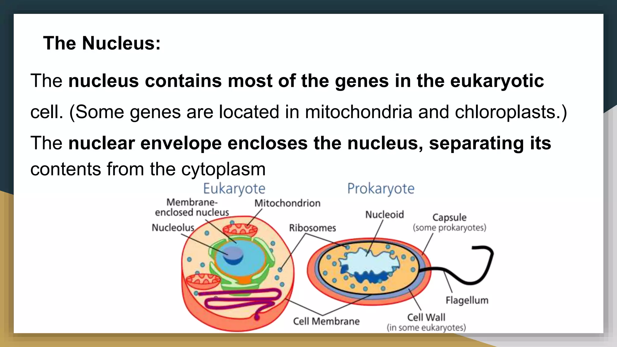 Cytology nucleus and ribosomes | PPTX