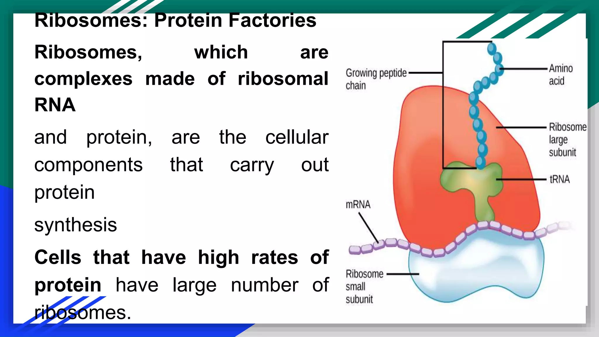 Cytology nucleus and ribosomes | PPTX