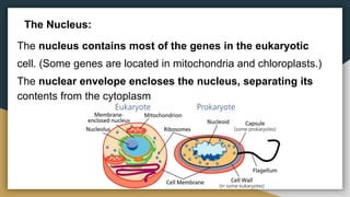 Cytology nucleus and ribosomes | PPTX
