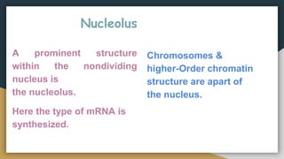 Cytology nucleus and ribosomes | PPTX