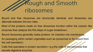 Cytology nucleus and ribosomes | PPTX