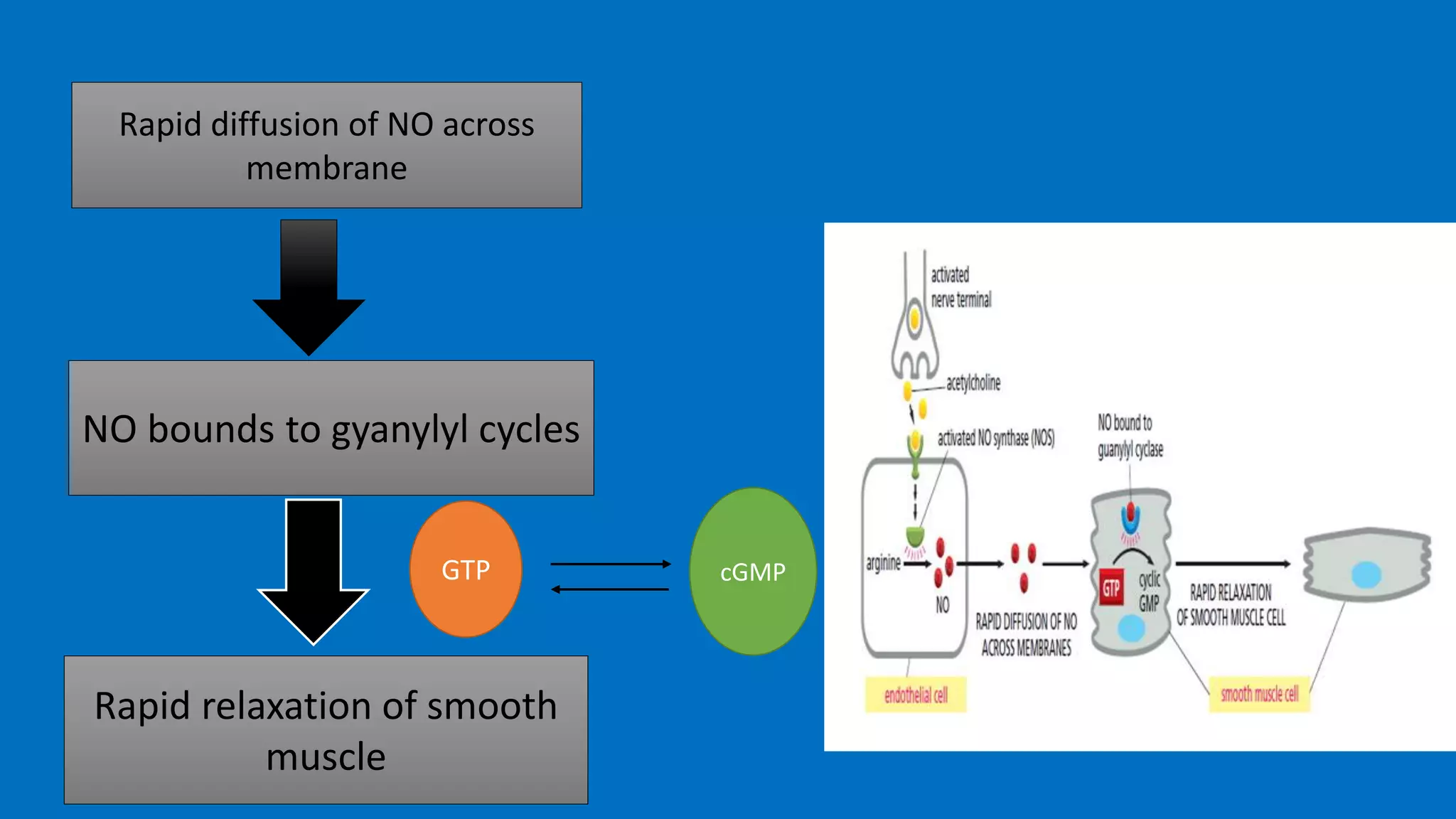 Cytology presentation,cell signaling,signaling molecules | PPT