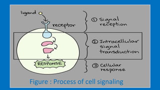 Cytology presentation,cell signaling,signaling molecules | PPT