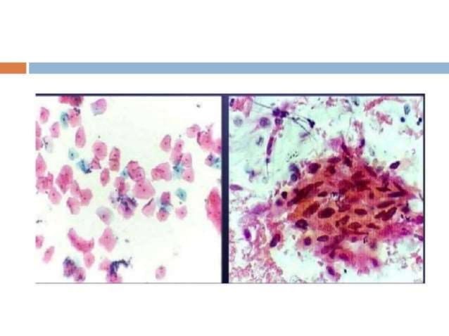 Cytology stain.pptx
