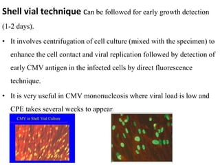 CYTOMEGALOVIRUS.pptx for educational purposes | PPTX | Infectious ...
